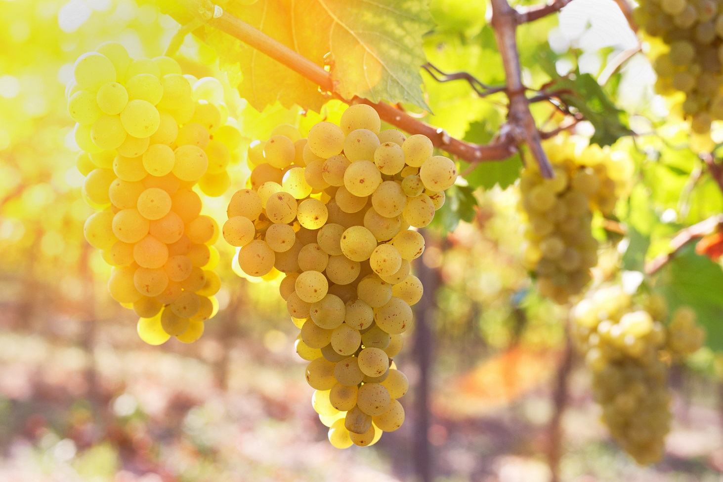 Xarello: la esencia del Cava | Bodegas Alsinac